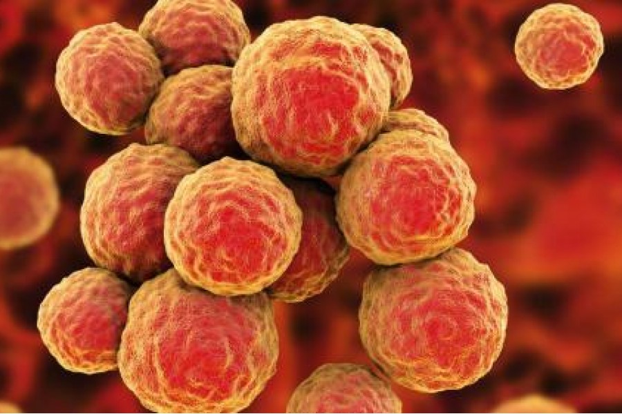 Стафилококи - как се лекуват | Антибиотик за стафилококи